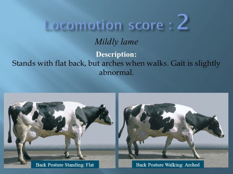 Locomotion Scoring Dairy Cattle