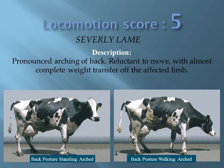 Locomotion Scoring Dairy Cattle