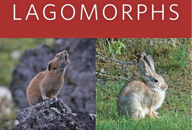 Lagomorphs Pikas, Rabbits, and Hares of the World PDF